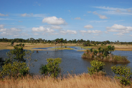 Movie Wild Venezuela Somewhere In The Plains Of The Orinoco - internetultra